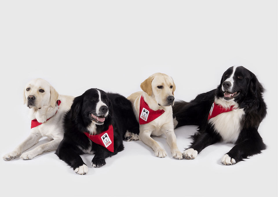 Nos types de chiens | Mira