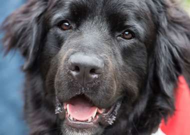 Our dog types | Mira